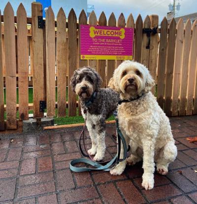 2020: CapU CityStudio students inspire Barklet project for dogs and ...